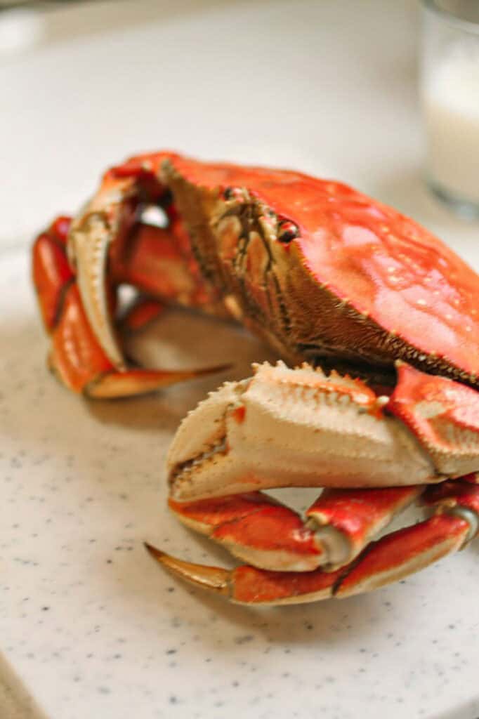 Appetizer Crab Cakes - Appetizer Bliss